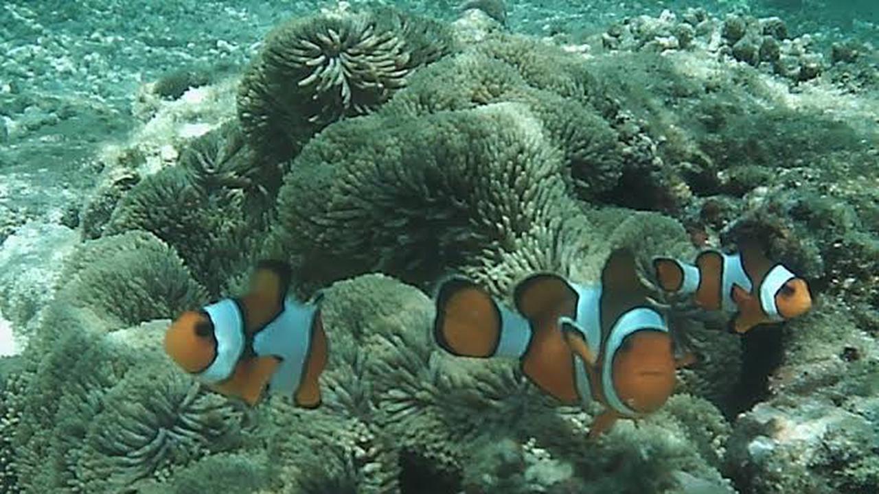 Nama Organ Gerak Ikan dan Fungsinya, Ini Penjelasan Lengkapnya