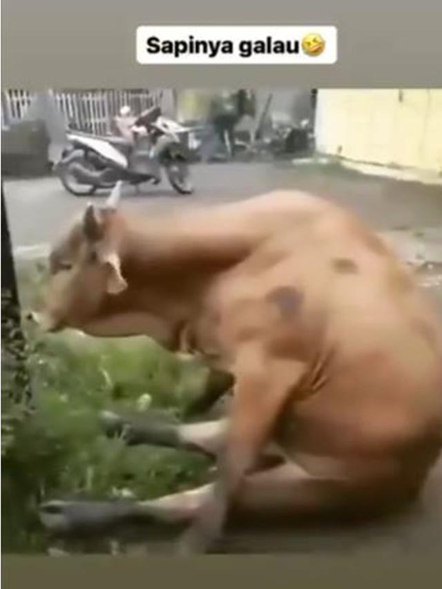 6 Potret Kocak Sapi Kurban saat Diantar ke Tempat Sembelih, Pasrah Banget