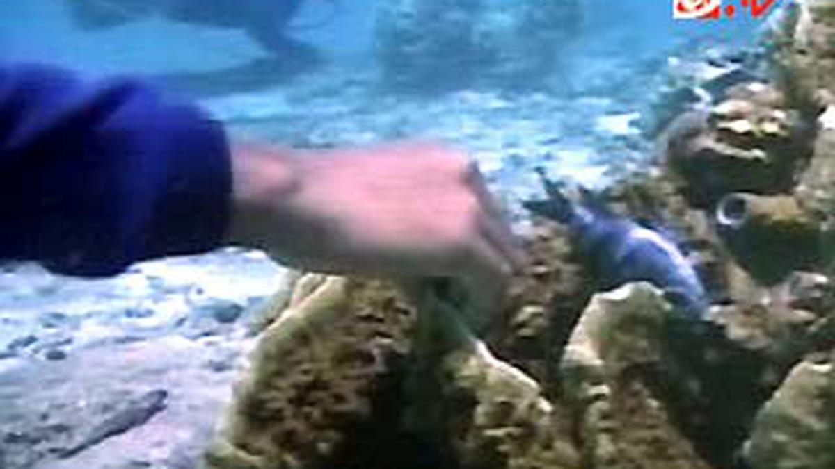 Kerusakan Laut Indonesia Kian Mengkhawatirkan