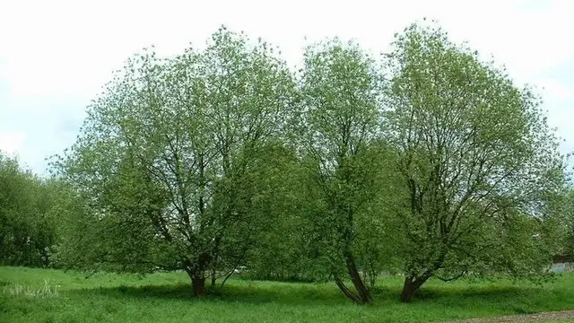 Pohon Willow, Manfaat, Cara Menanam dan Cara Merawatnya - Hot Liputan6.com