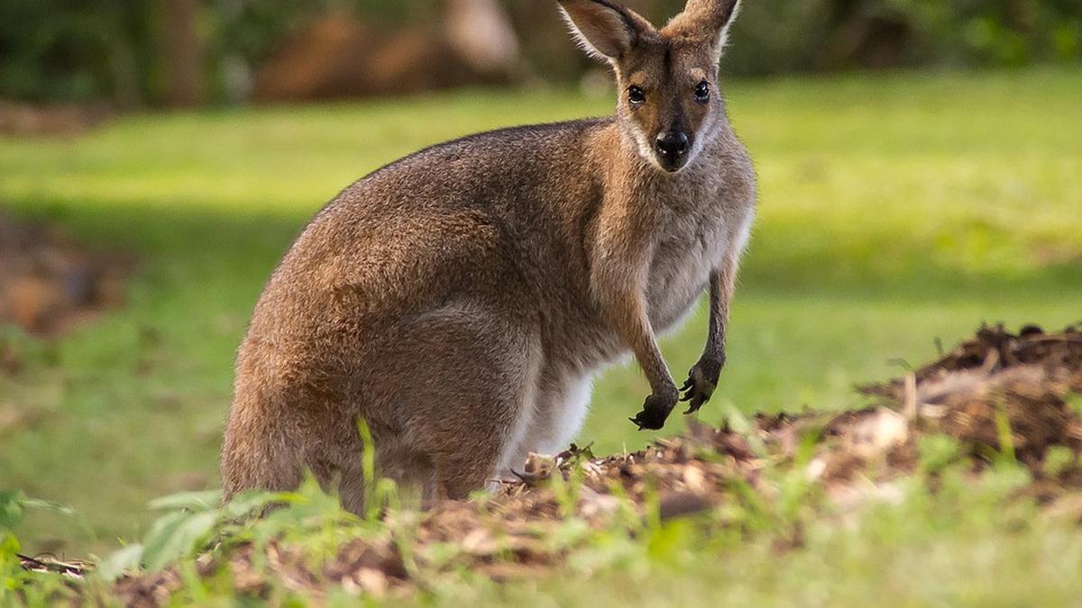 Misterius, Dalam Sepekan 45 Walabi di Australia Ditemukan Mati - Global ...