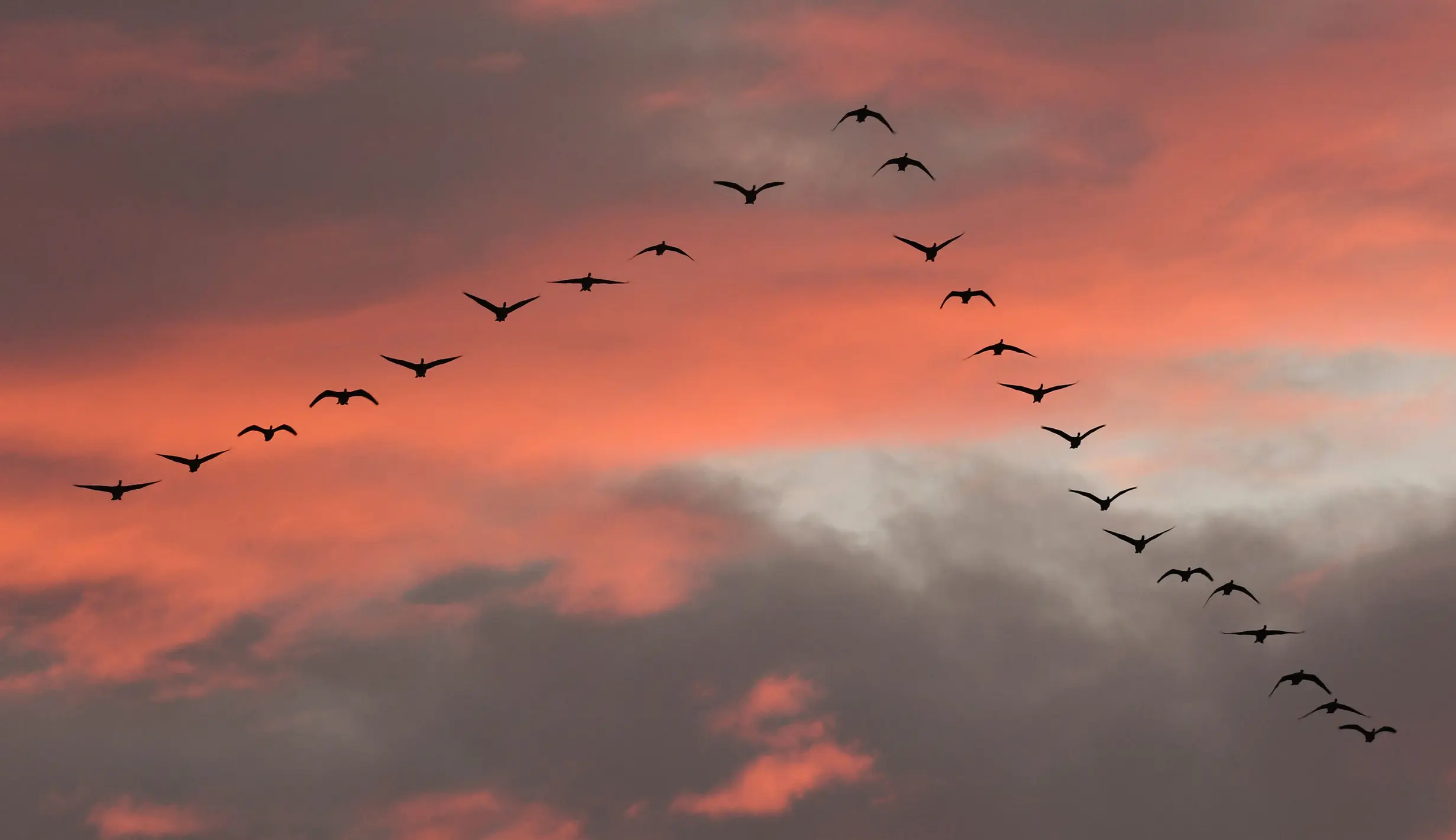 FOTO: Potret Migrasi Kawanan Angsa Kala Senja di Langit Jerman - Foto ...