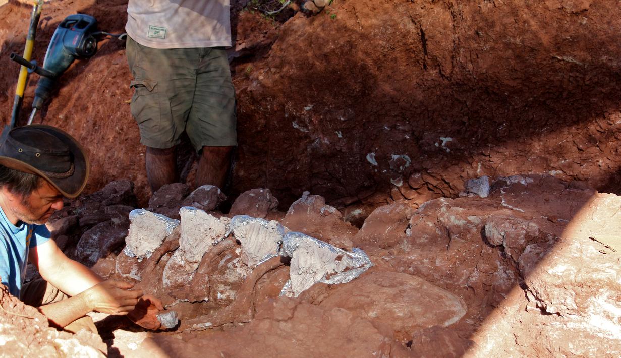 FOTO: Fosil Dinosaurus Terbesar Berusia 98 Juta Tahun Ditemukan di ...