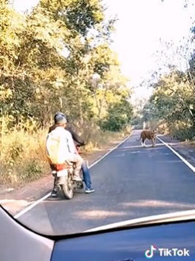 Viral Pengendara Motor Kaget Dicegat Harimau di Tengah Jalan, Bikin ...
