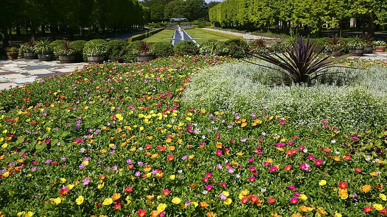 15 Jenis Tanaman Hias Merambat yang Rimbun dan Menyejukkan - Hot ...