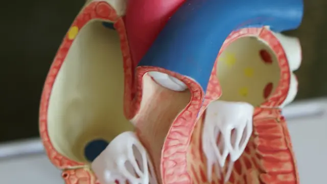 Esofagus Adalah Bagian dari Sistem Pencernaan Manusia, Kenali Cara ...