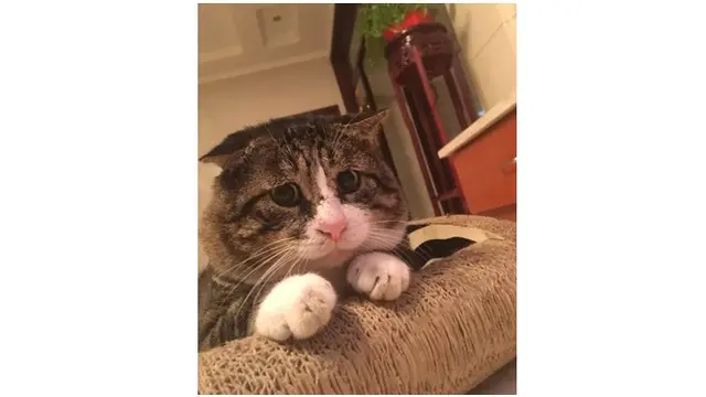 7 Ekspresi Kucing Ini Viral di Media Sosial, Kocak Abis - Hot Liputan6.com