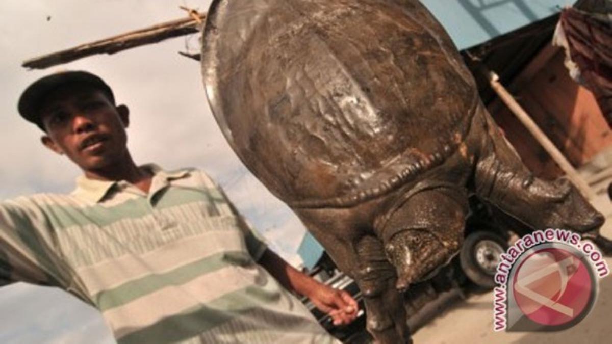 Beli Rp 200 Ribu, Kura-kura Moncong Babi Bisa Laku Rp 3 Juta