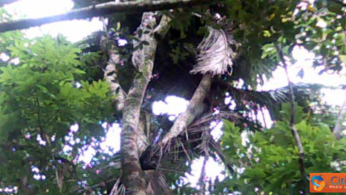 Pohon Kelapa Bercabang Delapan