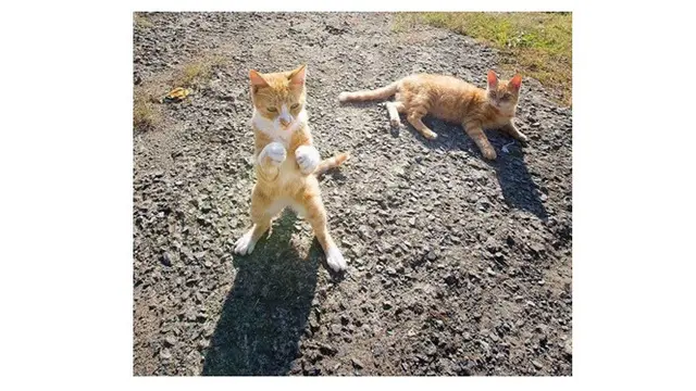 7 Potret Kucing Bertingkah Layaknya Manusia Ini Bikin Gemes - Citizen6 ...