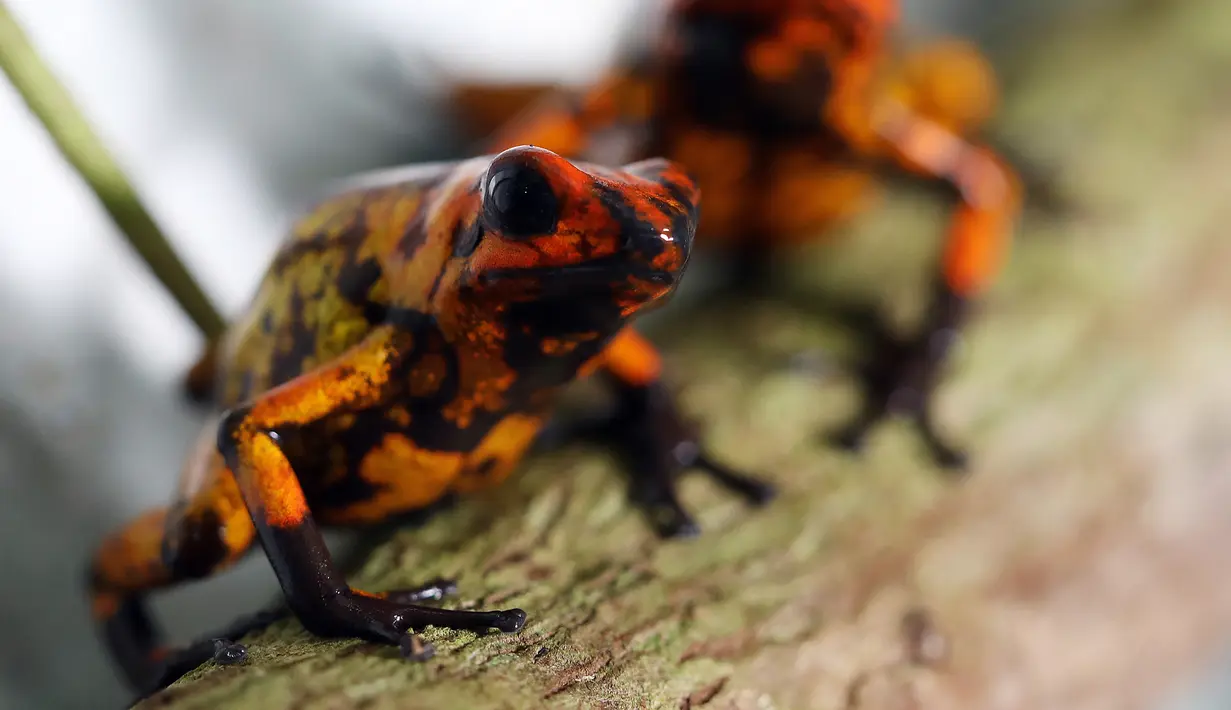 FOTO: Melihat Katak-Katak Langka Asal Hutan Tropis Kolombia - Foto ...