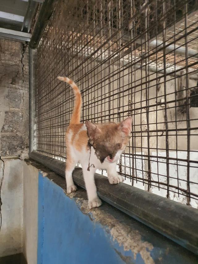 7 Potret Kucing Terperangkap Sarang Laba-Laba Ini Ekspresinya Kocak ...