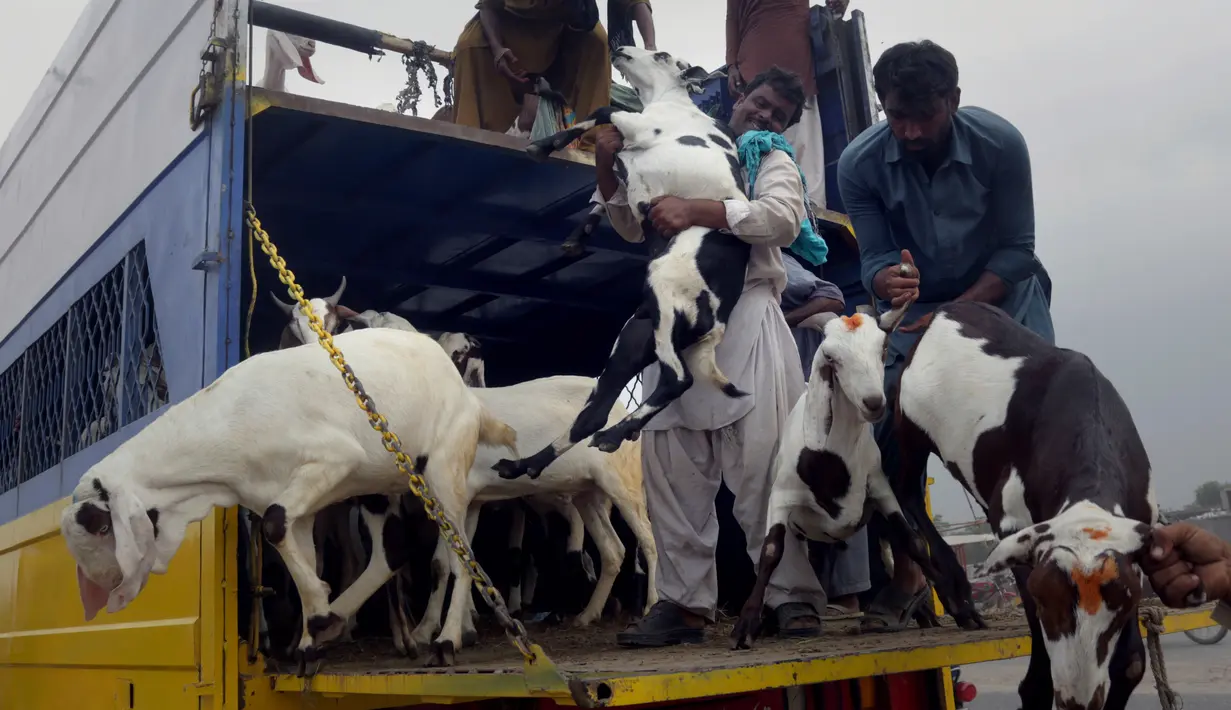 FOTO: Kambing Hingga Unta Tersedia di Pasar Ternak Pakistan Jelang Idul ...