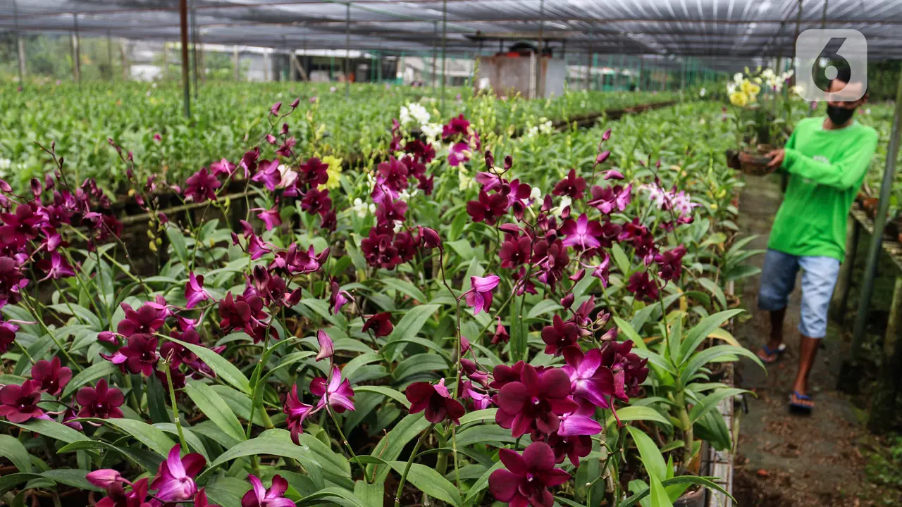 9 Jenis Anggrek dengan Bunga Cantik, Banyak yang Tumbuh di Indonesia ...