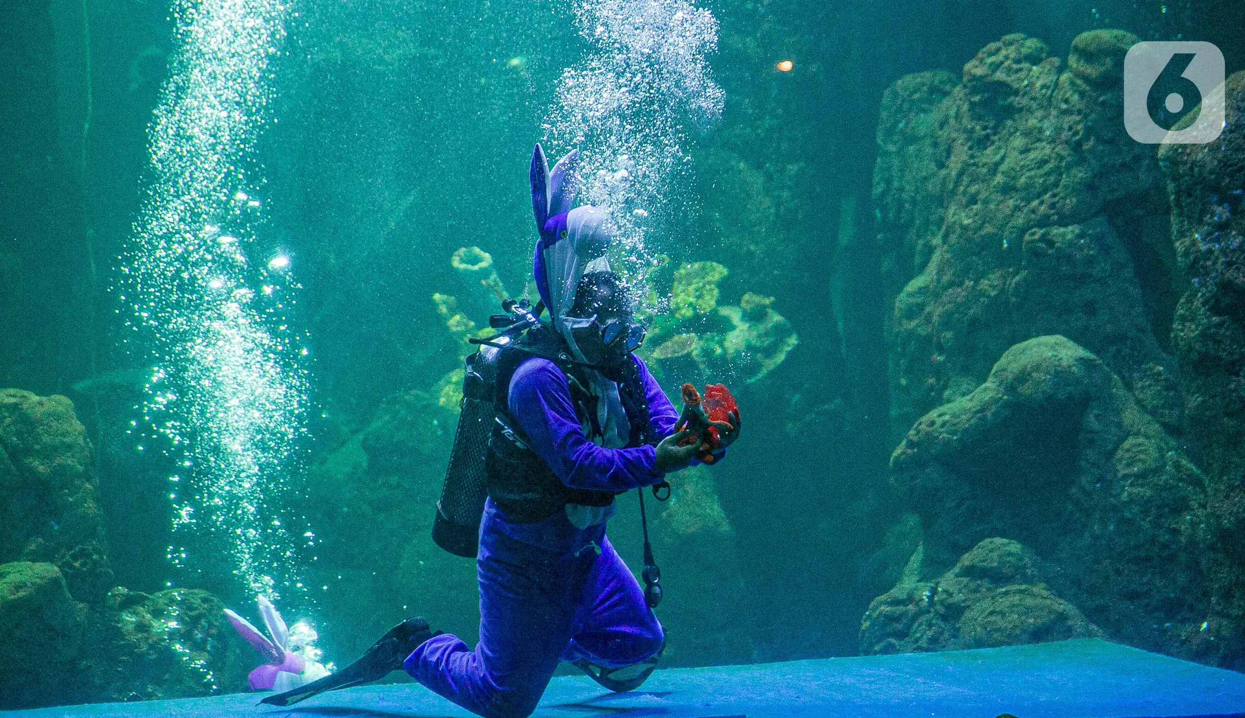FOTO: Kampanye Selamatkan Lautan Lewat Rabbit Underwater Show - Foto ...