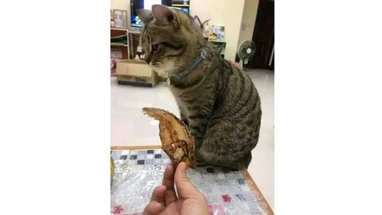 6 Foto Ini Buktikan Definisi 'Malu-Malu Kucing' yang Sebenarnya - Hot ...