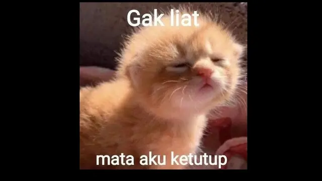 6 Meme Lucu Kucing Ini Bikin Geregetan, Cocok Buat Stiker WhatsApp ...