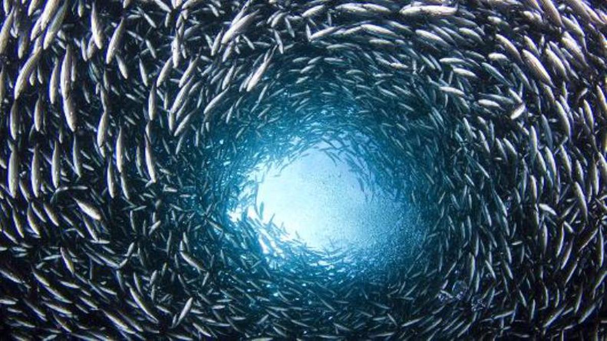 Berapa Nilai Ekonomi Seluruh Lautan di Dunia Beserta Isinya? - Bisnis ...