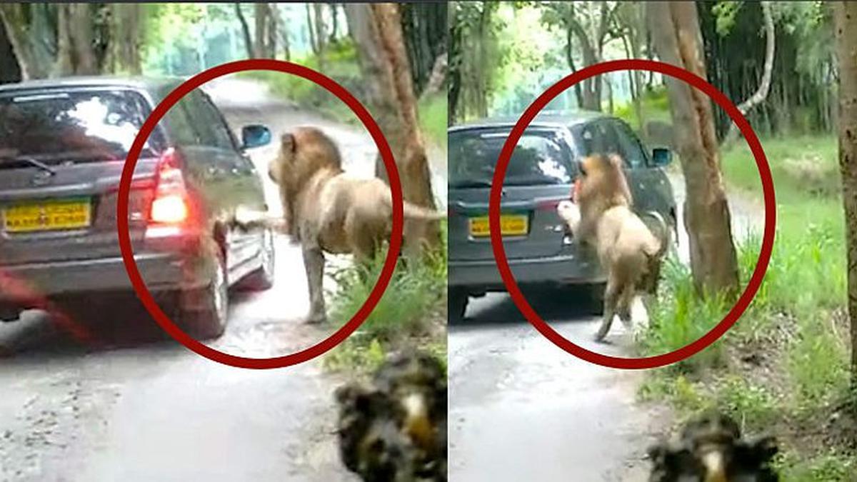 Kijang Innova Bikin Singa Lapar, Ini Buktinya