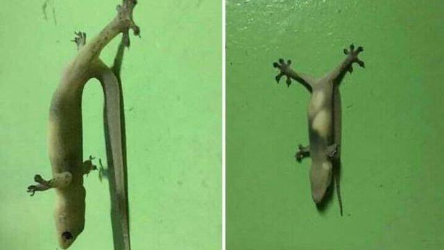 8 Penampakan Absurd Cicak di Dinding Ini Bikin Merinding