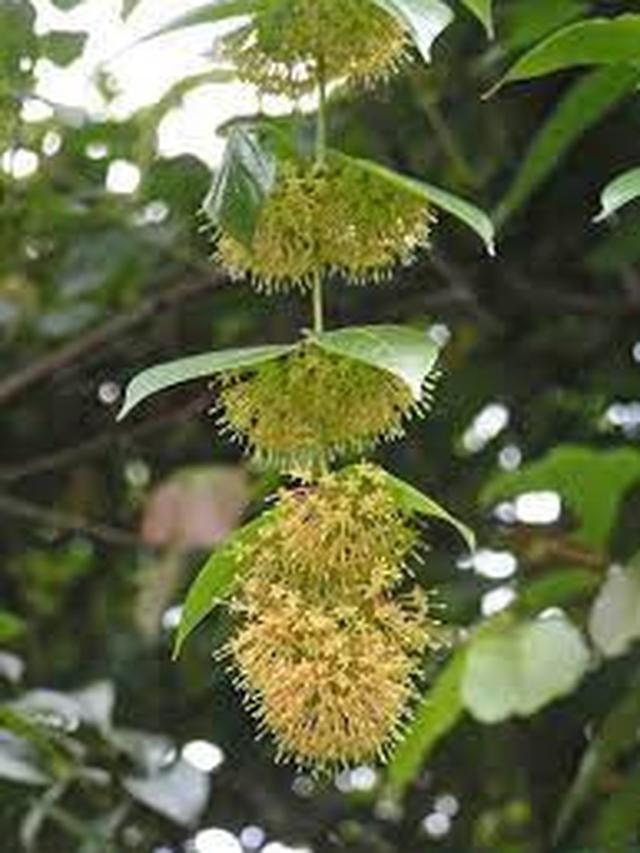 Manfaat Gambir yang Sudah Banyak Ditinggalkan, Berguna Bagi Kesehatan ...