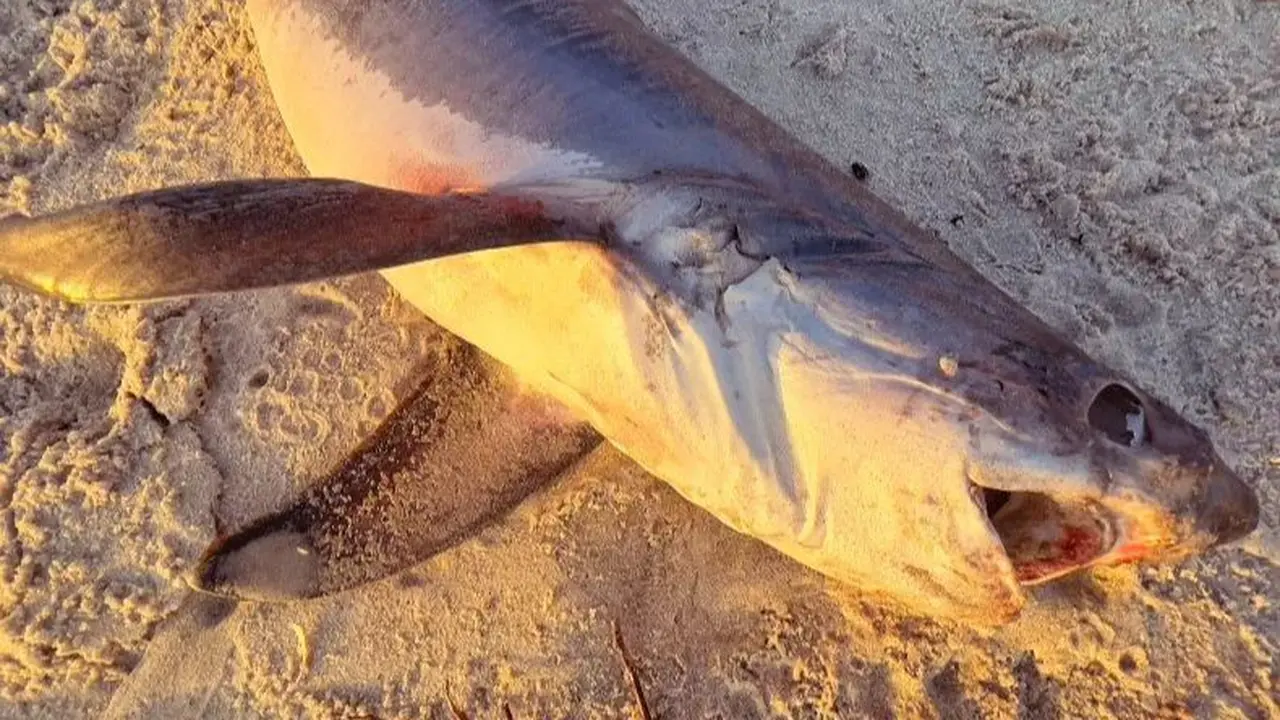 Penemuan Hiu Ekor Panjang Langka yang Terdampar di Pantai Membuat Heboh ...