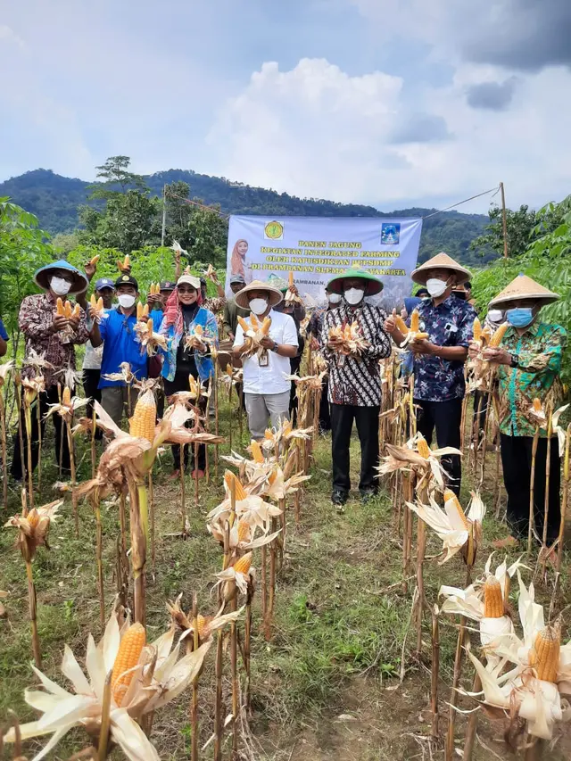 Kementan Panen Jagung di Sleman, Integrated Farming Terbukti Berhasil - Bisnis Liputan6.com