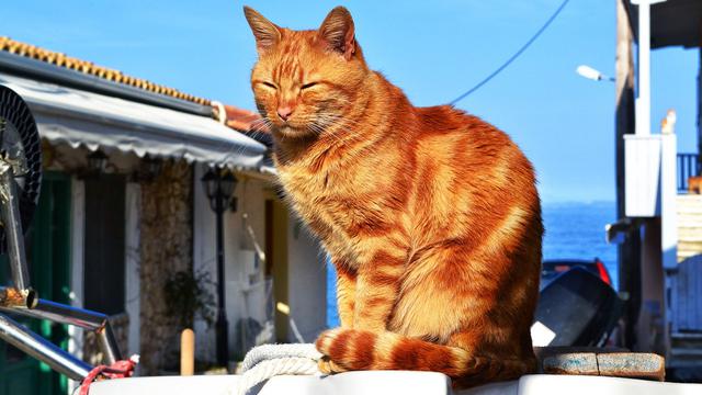 Pecinta Kucing, Ini 5 Pulau di Jepang yang Cocok Jadi Tujuan Wisata ...
