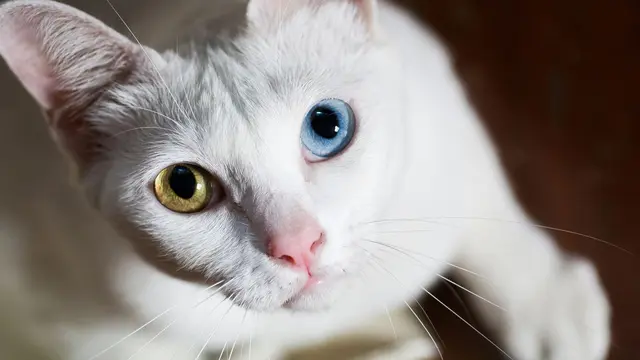 6 Hal Ini Wajib Kamu Ketahui Sebelum Pelihara Kucing - Citizen6 ...