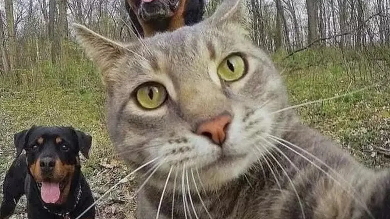 6 Ekspresi Kucing Selfie Ini Bikin Gemas Maksimal, Lucu Banget - Hot Liputan6.com