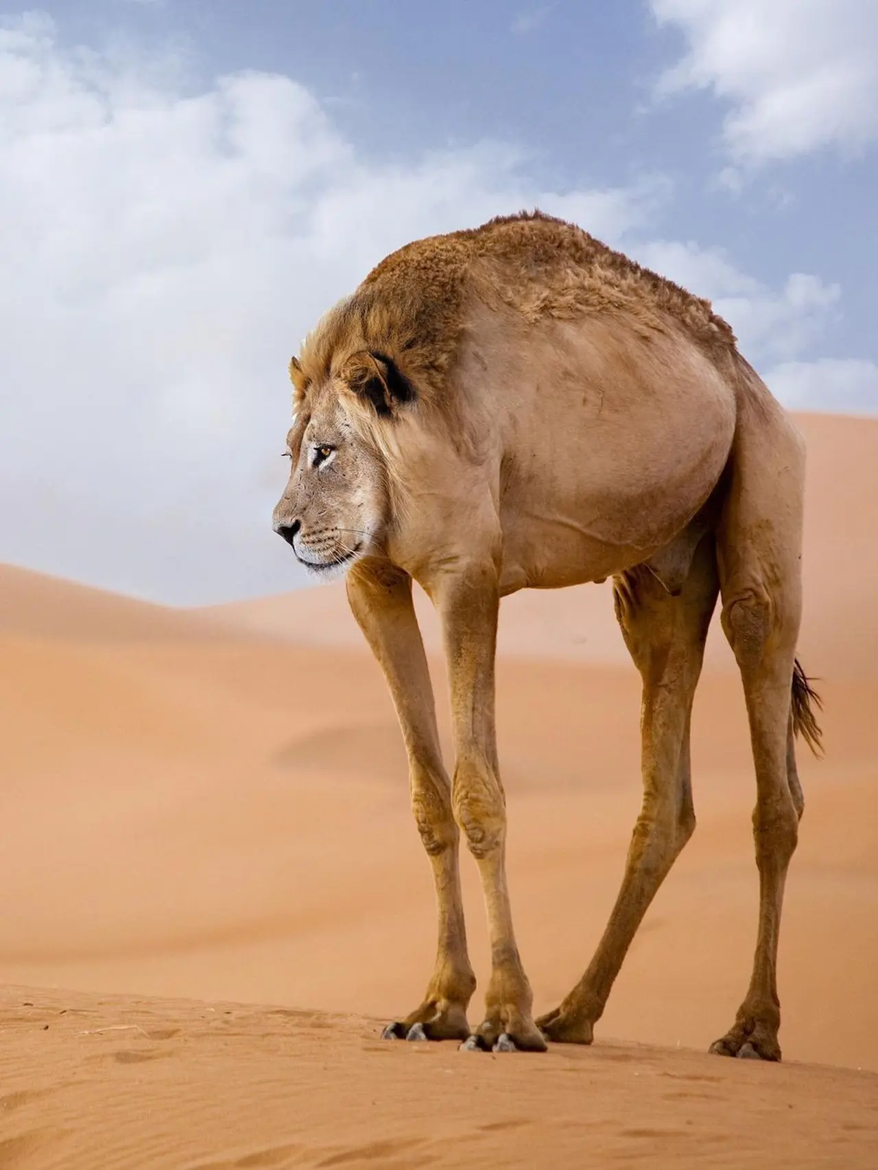 6 Editan Foto Jika Hewan Berkepala Singa Ini Unik, Gagal Garang - Hot ...