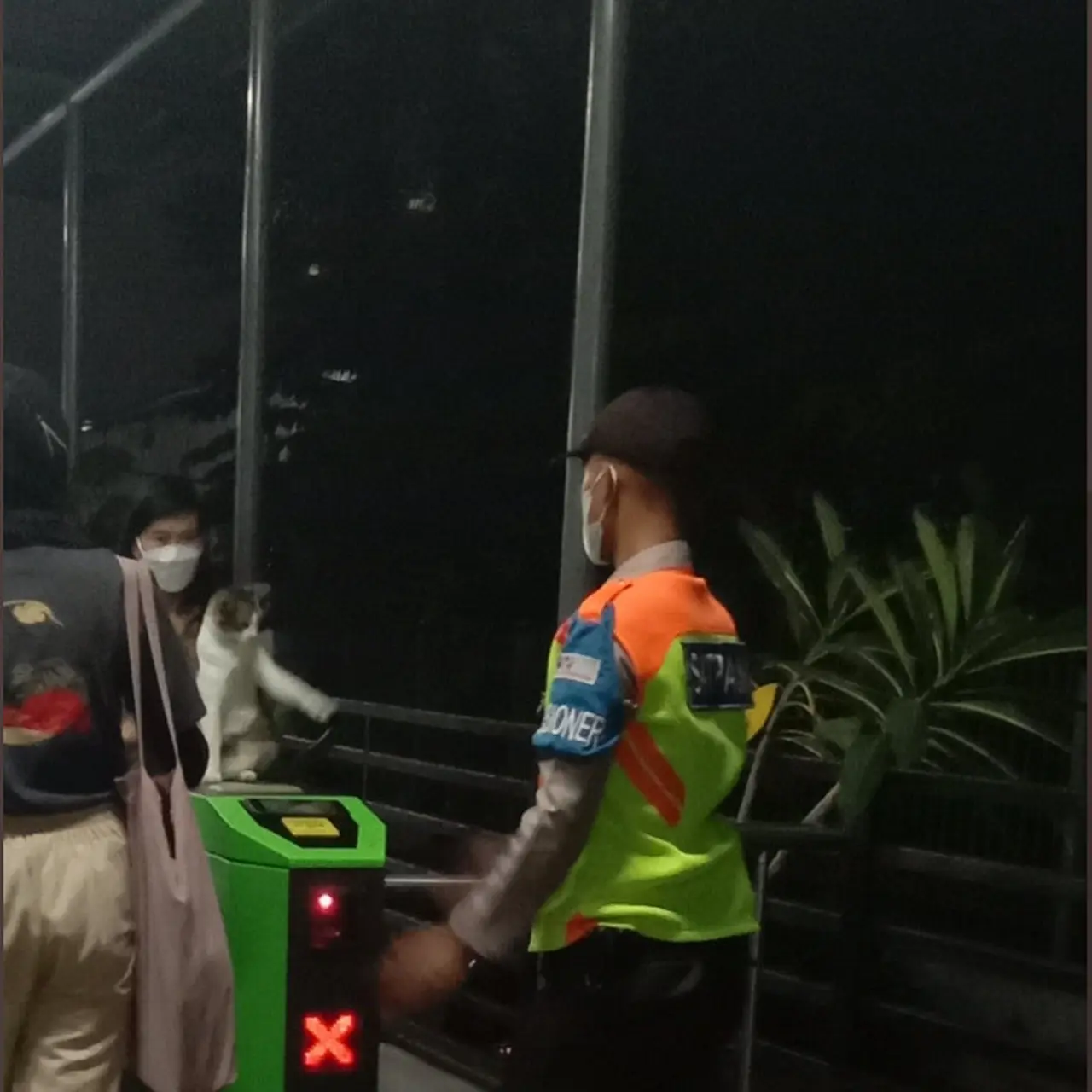 6 Potret Kucing Jadi 'Karyawan' Ini Menggemaskan, Ekspresinya Lucu ...