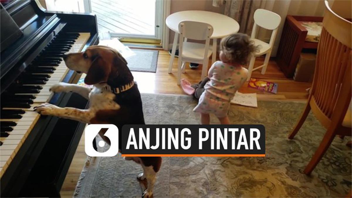 VIDEO : Viral, Anjing Pintar Mainkan Piano - Hot Liputan6.com