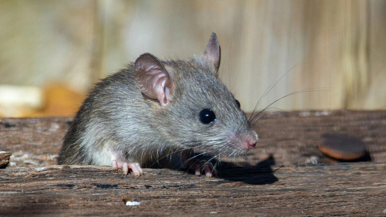 Perbedaan Tikus Atap dan Tikus Rumah, Panduan Lengkap Identifikasi Hama ...