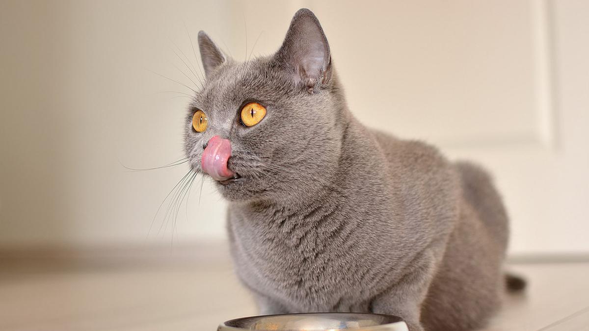 Simak Penyebab Kucing Muntah Kuning dan Cara Mengatasinya - Lifestyle ...