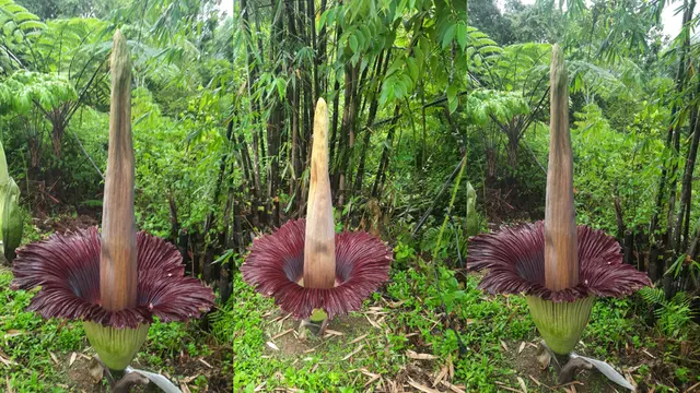 Bunga Bangkai Raksasa Mekar di Kebun Raya Liwa Jadi Daya Tarik Wisata ...