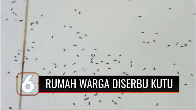 Berita Kutu Pabrik Tepung Hari Ini - Kabar Terbaru Terkini | Liputan6.com