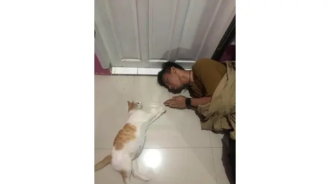 7 Potret Kucing Rebahan di Sembarang Tempat Ini Bikin Geleng Kepala ...