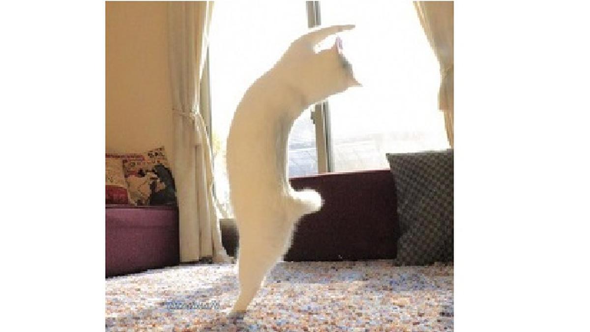 Menggemaskan, Kucing Ini Berdansa seperti Penari Balet - Lifestyle ...