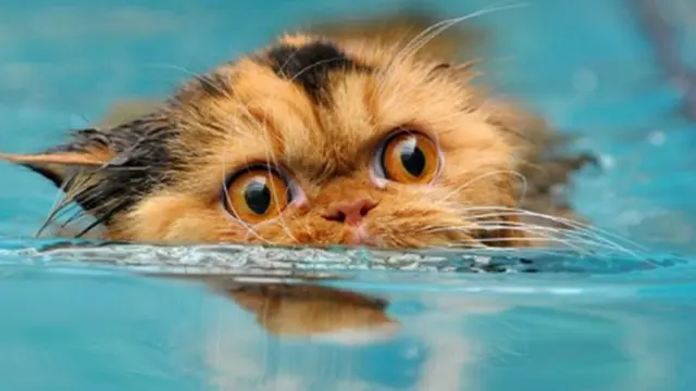 Histori di Balik Alasan Mengapa Kucing Takut Air, Perilaku yang ...