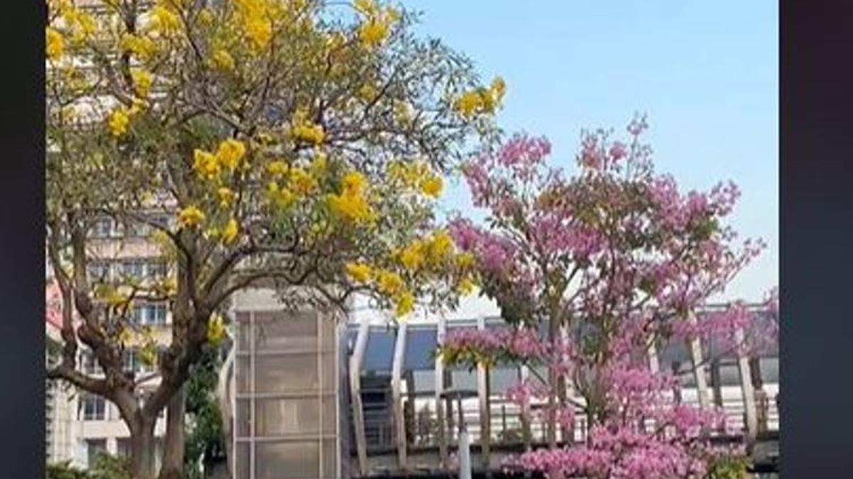 Bunga Tabebuya Bermekaran di Kawasan Kemang dan Jalan Sudirman, Warga ...