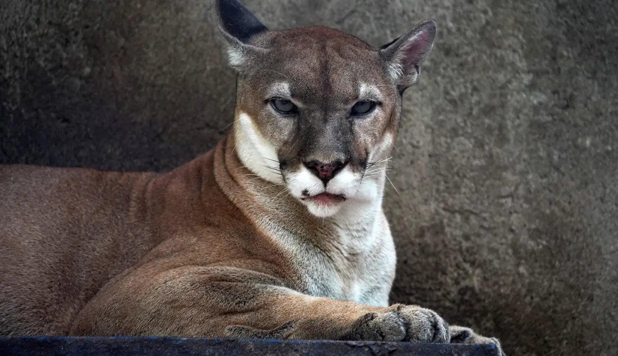 Puma Albino Langka Lahir di Kebun Binatang Nikaragua, Ini Penampakannya ...