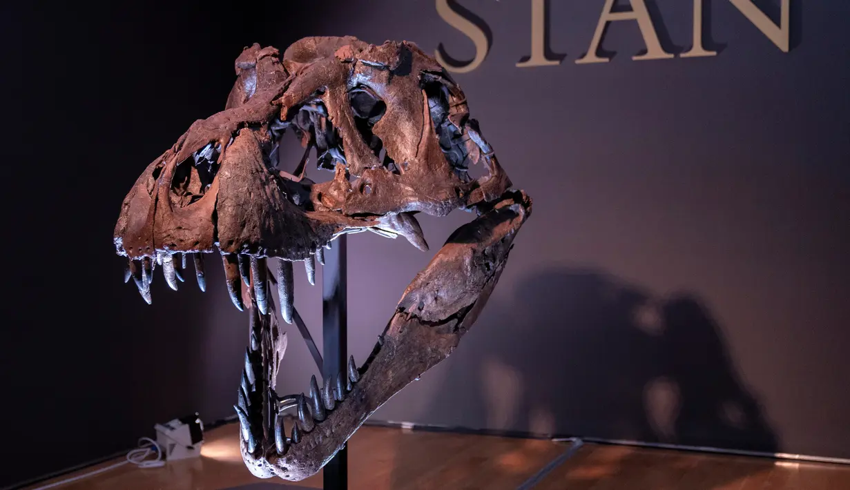 FOTO: Penampakan Kerangka T-Rex Terbesar yang Akan Dilelang - Foto ...