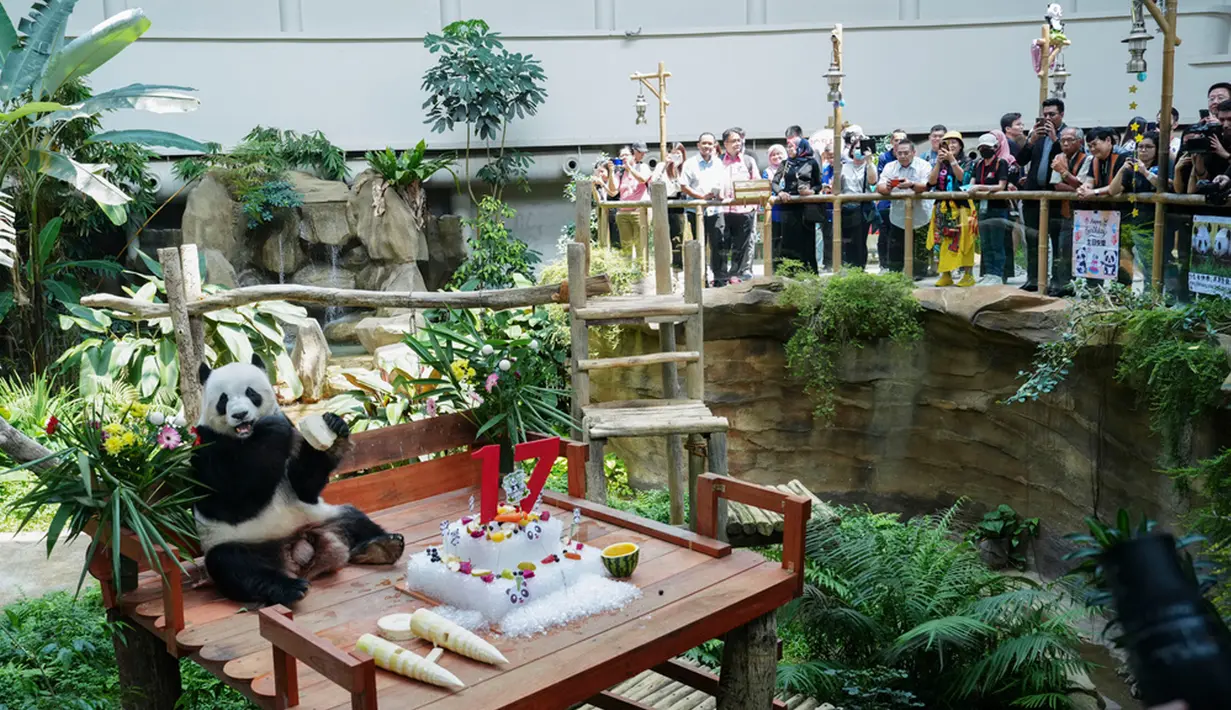 Panda Raksasa Xing Xing dan Liang Liang Rayakan HUT ke-17 di Kebun ...