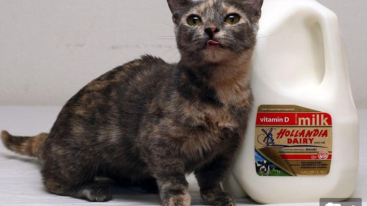 Kucing Cebol Menggemaskan - Global Liputan6.com