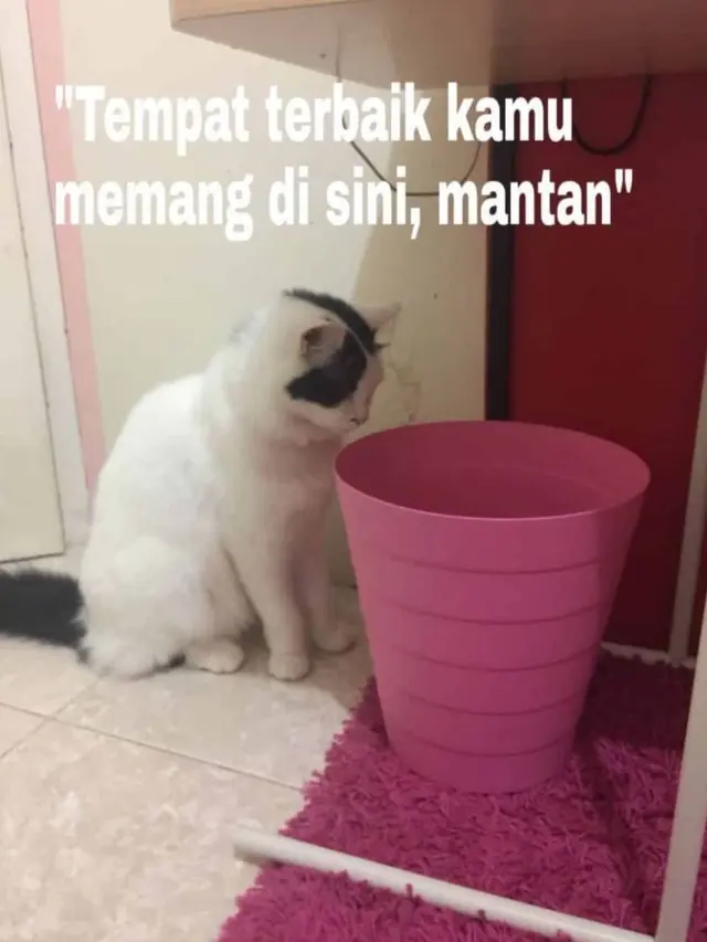 6 Meme Kucing Banyak Pikiran Ini Nyeleneh Banget, Kocak - Hot Liputan6.com
