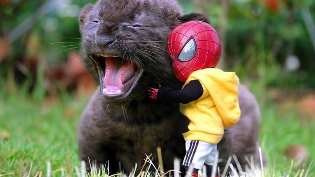 Seniman Ini Potret Boneka Spider-Man dengan Kucing, 7 Hasilnya Kocak ...