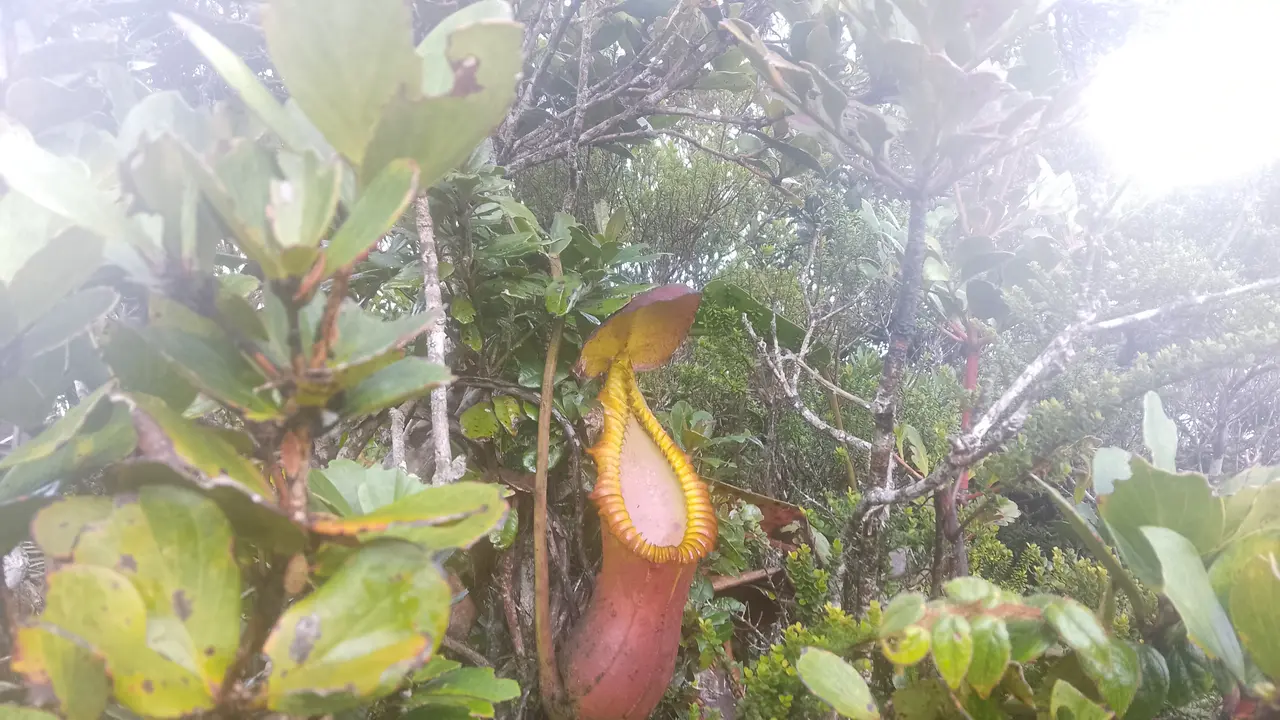 6 Fakta Menarik Gunung Sinsing di Perbatasan Kalimantan dan Malaysia ...