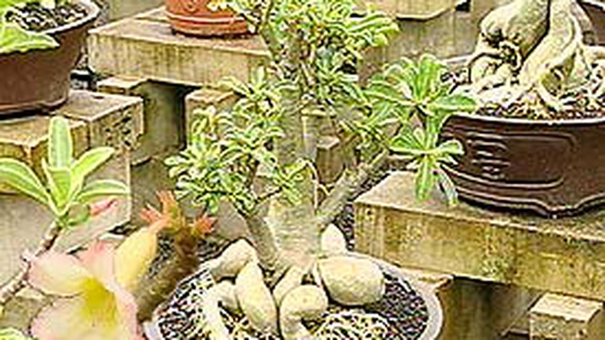 Handry Chuhairy Sukses dengan Kamboja Jepang - News Liputan6.com