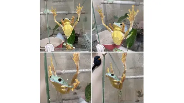 6 Potret Tingkah Lucu Katak yang Tak Sengaja Terekam Kamera, Bikin ...